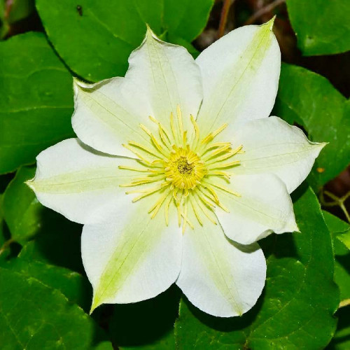 Клематис Moonlight (Yellow Queen) - купить с доставкой по Украине, цена ...