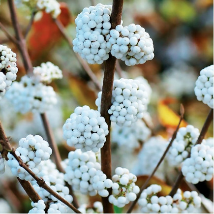 Красивоплодник (Калликарпа) Albibacea - купить с доставкой по Украине ...