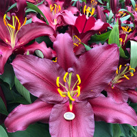 Лилия гигант Bombastic - купить с доставкой по Украине, цена в ...