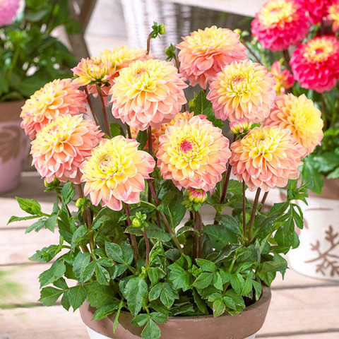 Георгины низкорослые - купить с доставкой по Украине, цена в магазине ...