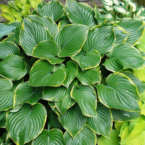Хоста Leading Lady - купить с доставкой по Украине, цена в — Яскрава Клумба
