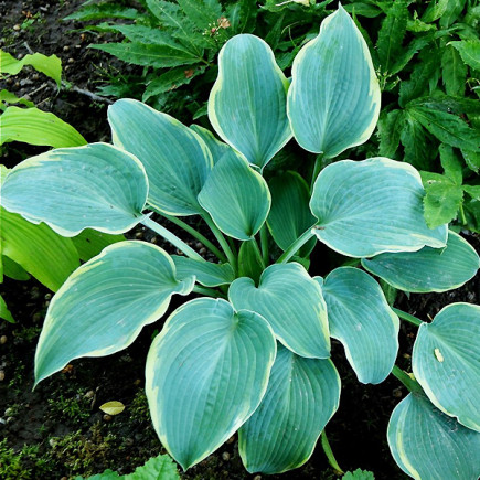 Хоста Frosted Dimples - купить с доставкой по Украине, цена в — Яскрава ...