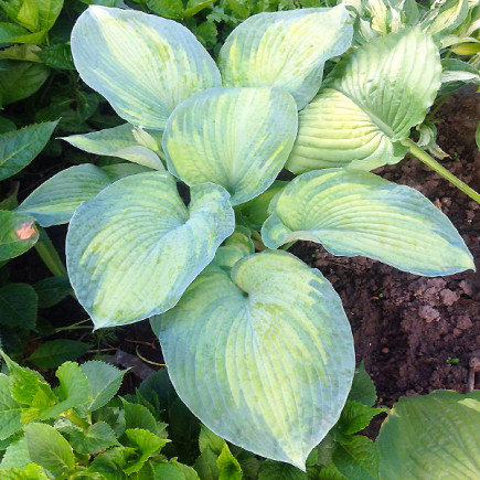 Хоста Georg Smith - купить с доставкой по Украине, цена в — Яскрава Клумба