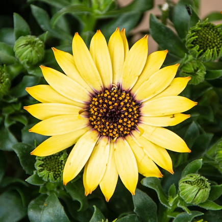 Остеоспермум Osticade Yellow (Остикед Йеллоу) - купить с доставкой по Украине, цена в — Яскрава ...