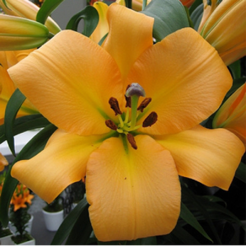 Лілія гігант Saltarello - купити з доставкою по Україні, ціна в ...