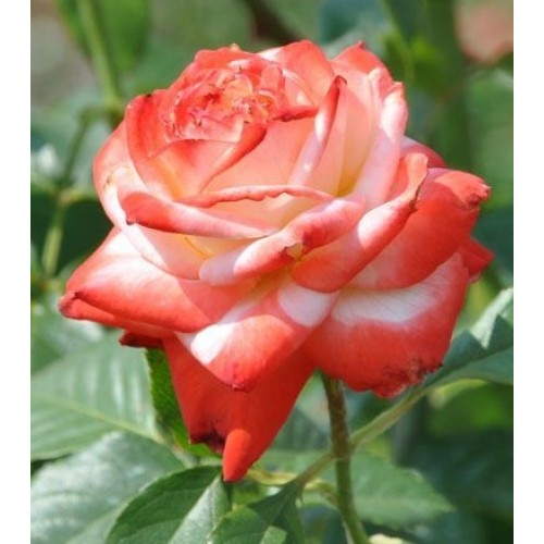 Роза Императрица (Imperatrice) - купить в Киеве с доставкой по Украине ...