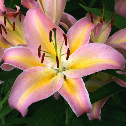 Лилия ориентальная Hocus Pocus - купить с доставкой по Украине, цена в ...